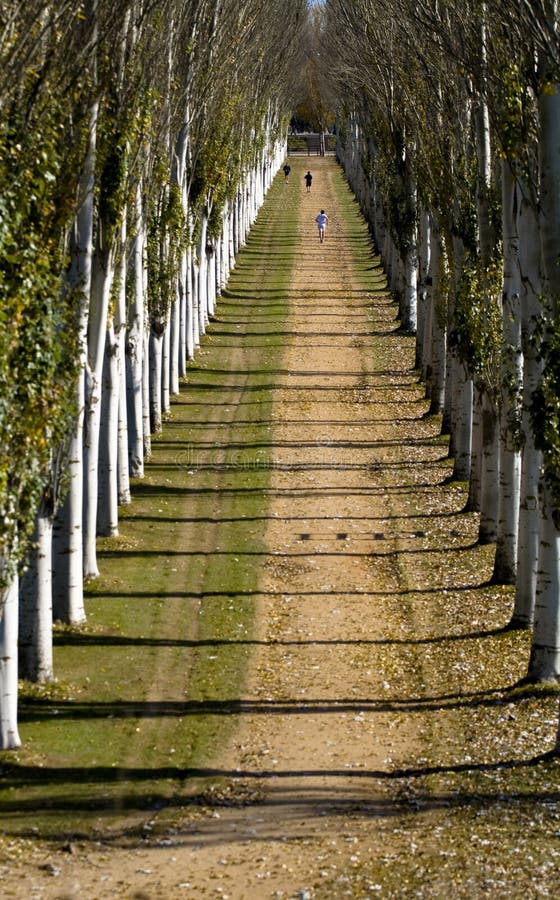 Running between trees stock image. Image of relaxation - 3615213