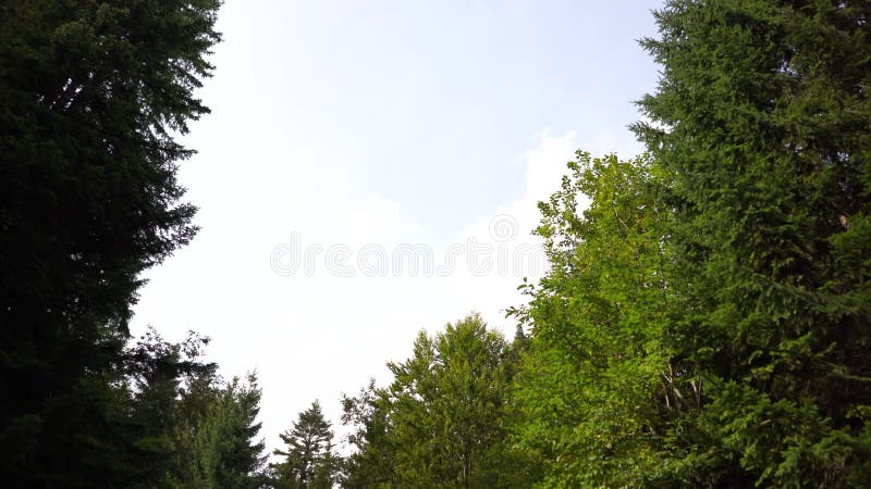 Running through the trees. stock video. Video of light - 186726663