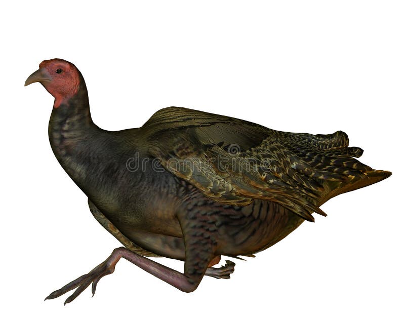Running turkey stock illustration. Illustration of wildlife - 28461303