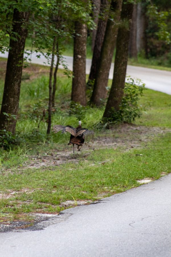 Turkey Running Away stock photo. Image of away, funny - 195952138