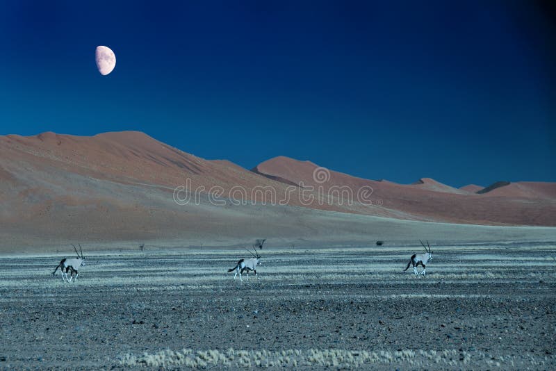 Running under the moon stock image. Image of africa, mammal - 14701909