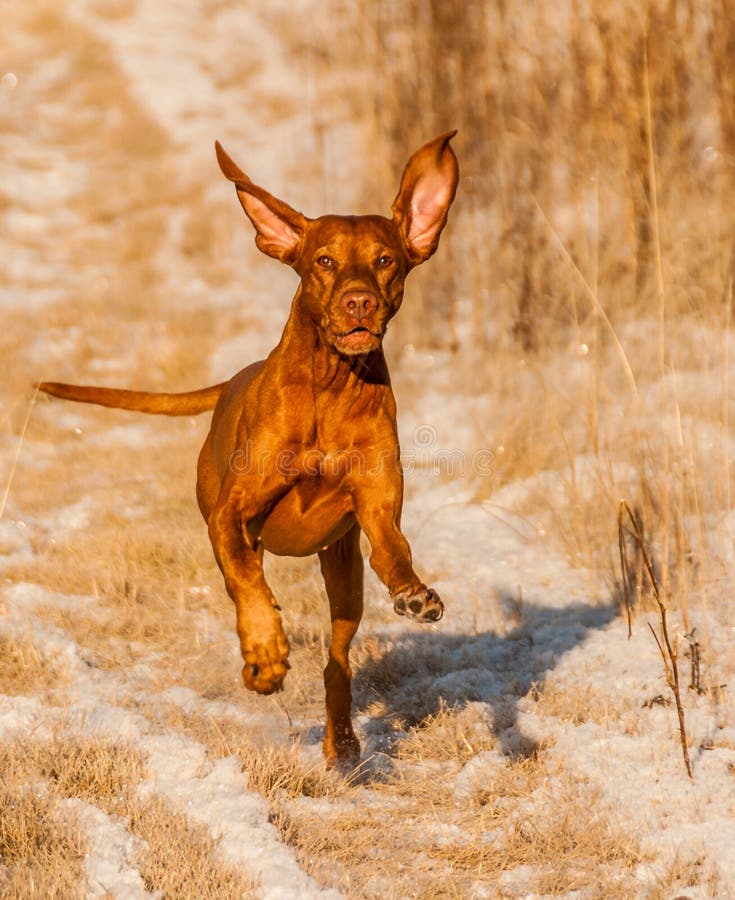 Running Vizsla stock photo. Image of funny, hunting, brown - 46888840