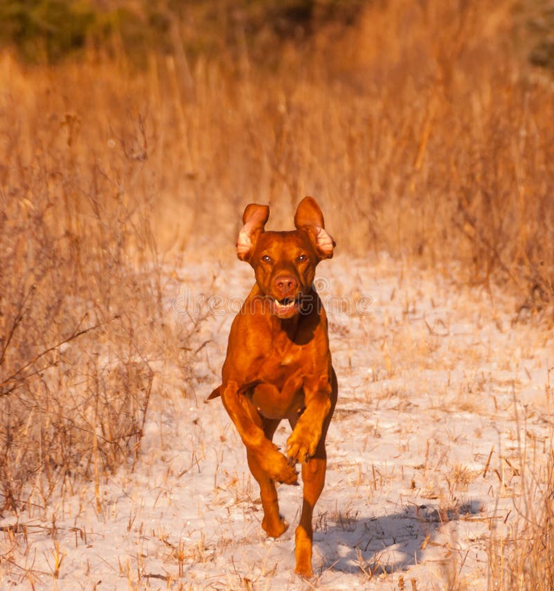 Running Vizsla stock photo. Image of road, middle, path - 52049590