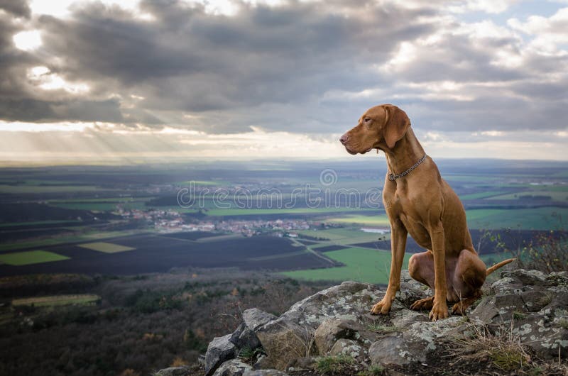 Running Vizsla stock image. Image of vizsla, hungarian - 52050559