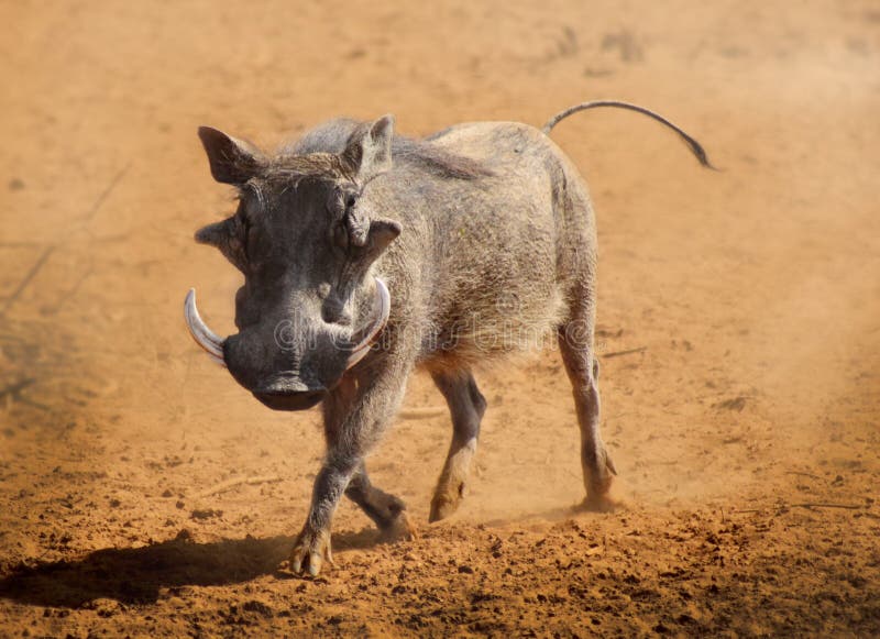 Running warthog fotografering för bildbyråer. Bild av hotad - 14162341