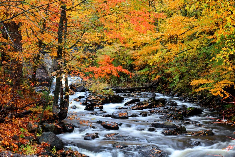 Running Water through Autumn Trees Stock Photo - Image of morning ...