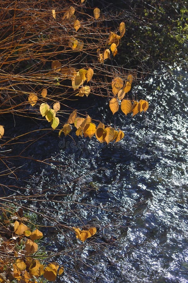 Running Water in the Forest with Trees with Golden Dry Leaves Stock ...