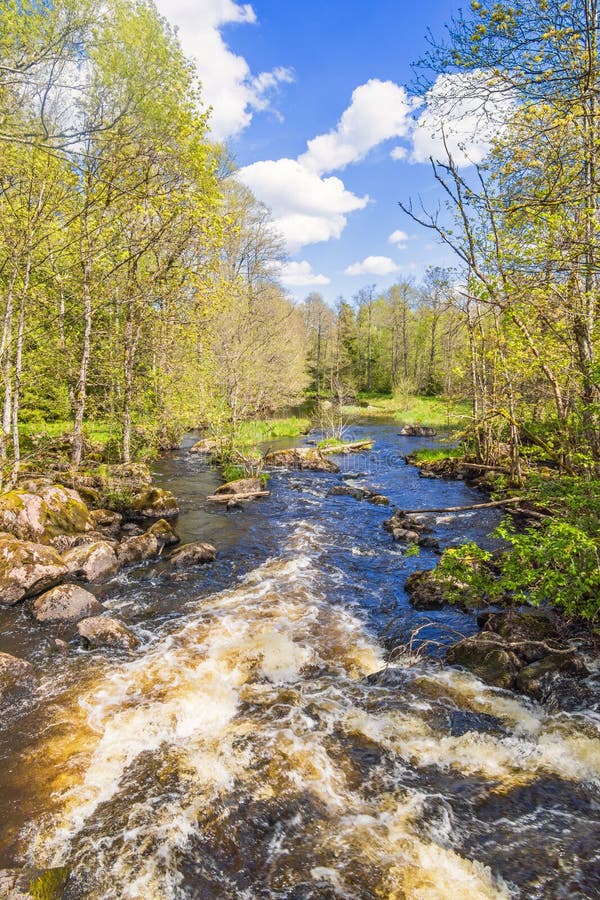Running Water in River by a Lush Green Budding Forest Stock Image ...