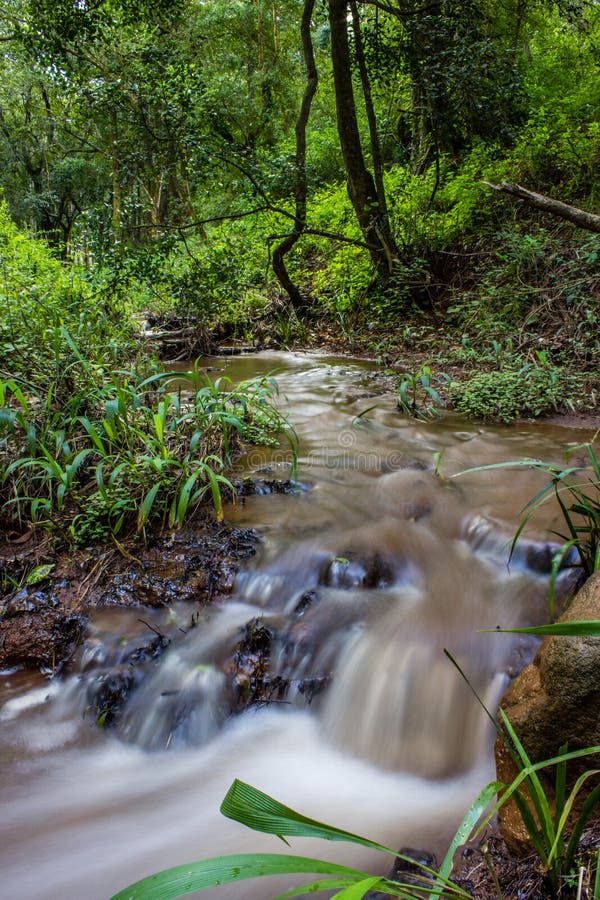 Running Water Stream in a Green Forrest Stock Photo - Image of stream ...