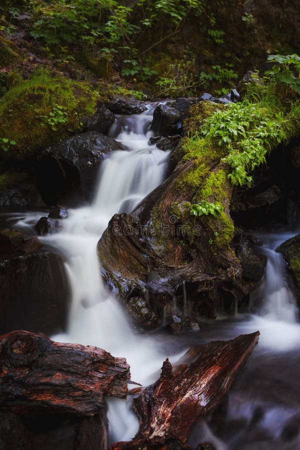 Running Water Surrounded of Trees and Plants Stock Photo - Image of ...