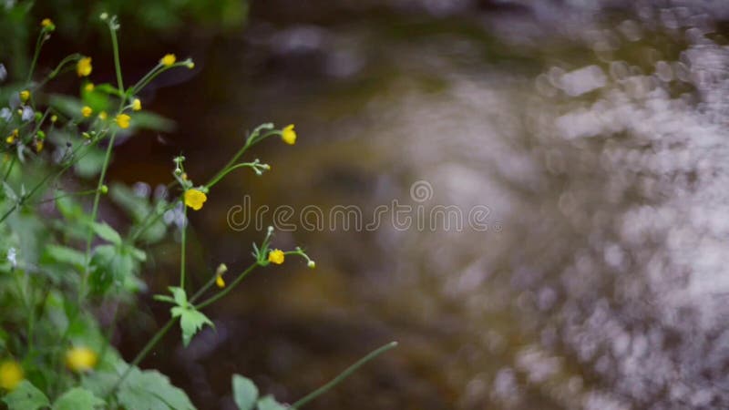 Boy Running on the Water with Splashes Stock Video - Video of nature ...