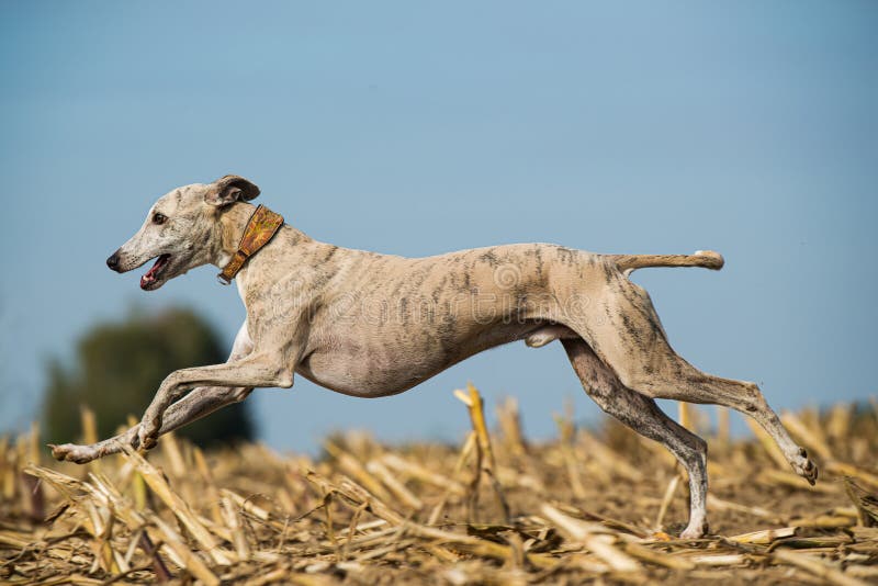 1,364 Running Whippet Stock Photos - Free & Royalty-Free Stock Photos ...