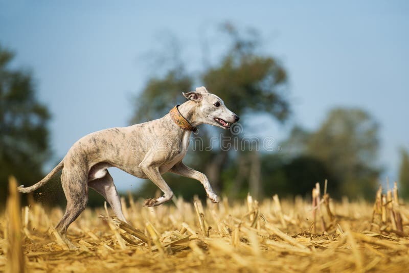 1,364 Running Whippet Stock Photos - Free & Royalty-Free Stock Photos ...