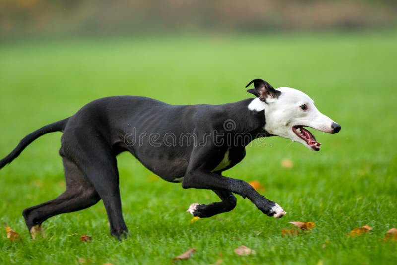 White Whippet Dog Running On Grass Stock Photo - Image of space, grass ...