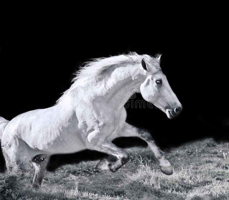 Running Grey Horse in Manage Stock Image - Image of white, horse: 59731585