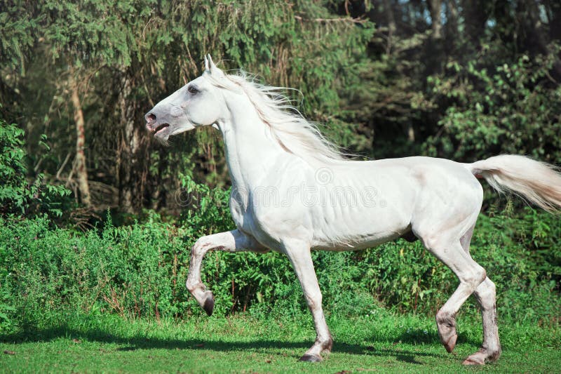 Running White Beautiful Orlov Trotter Stallion in Paddock Stock Photo ...