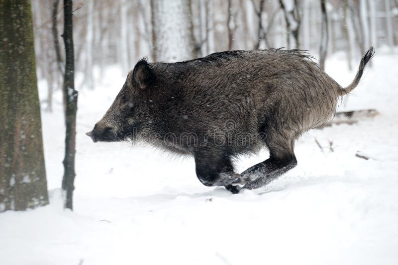 Running wild boar stock image. Image of forest, running - 13134835
