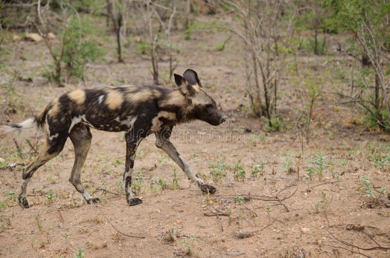 A Pack Of African Wild Dogs Running. Stock Photo - Image of animal ...