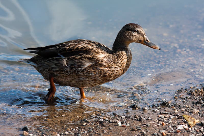 Running wild duck stock image. Image of environment, game - 43859307