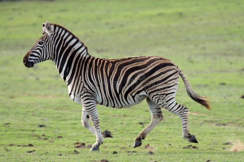 Zebra Running Stock Photos - Download 1,255 Royalty Free Photos