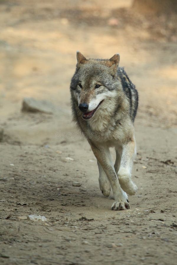 Running wolf stock photo. Image of mammal, carnivore - 23076484
