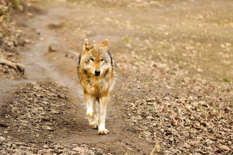 Running wolf stock image. Image of woods, running, carnivore - 41475691