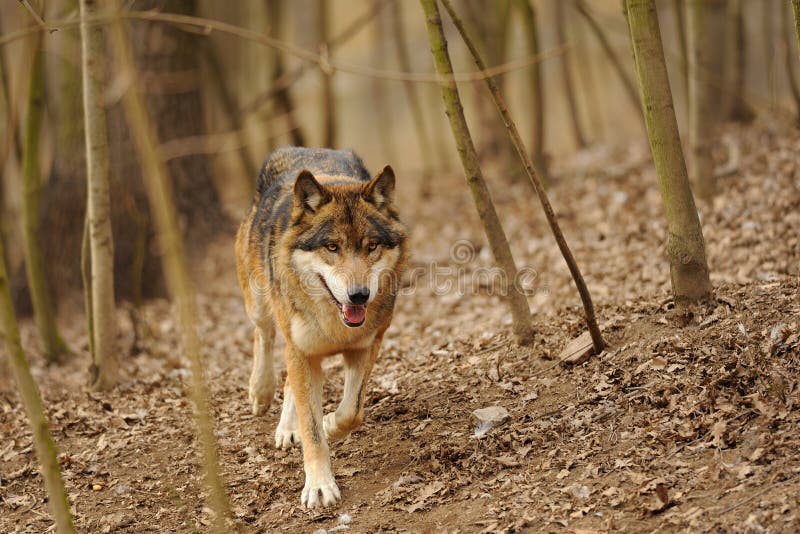 Running Wolf from the Front View Stock Image - Image of looking, nature ...