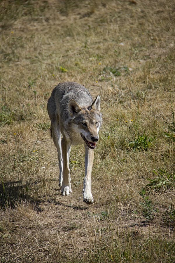 Running wolf. stock photo. Image of carnivore, meadow - 123851972