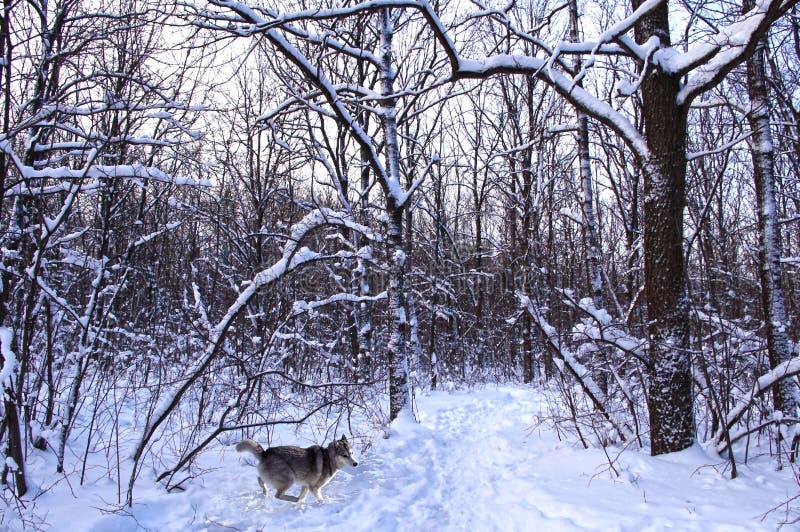 Running Wolf in a Snowy Forest Stock Photo - Image of drifts, meeting ...