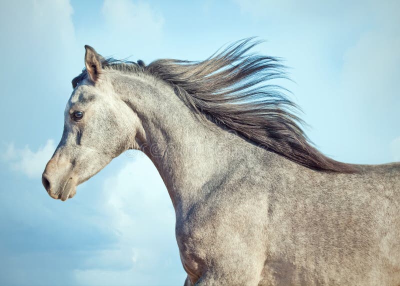 Running Young Arabian Filly Isolated at Black Stock Photo - Image of ...