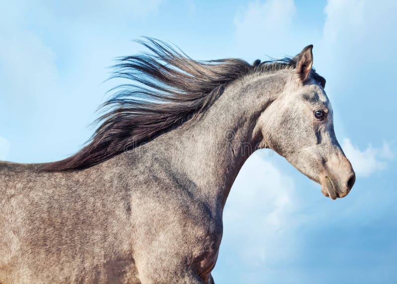 Running Young Arabian Filly Isolated Black Stock Photos - Free ...