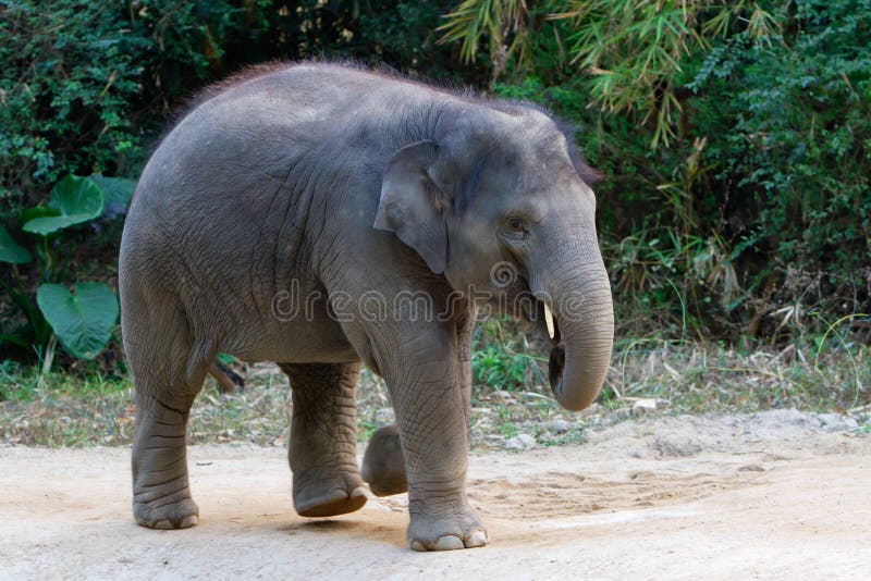 Asian Elephant Familys Walking 3 Stock Photo - Image of family ...