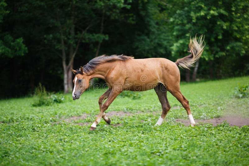 Running young foal stock image. Image of brown, cell - 56075525