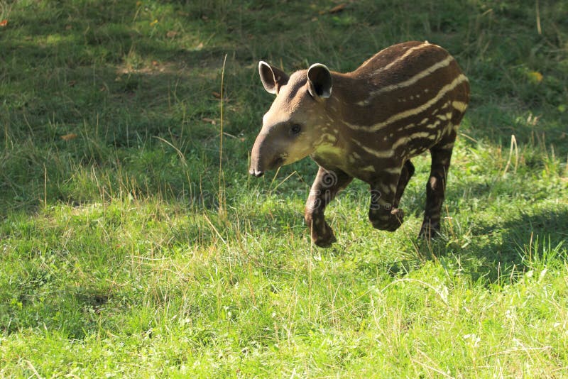 Lowland tapir stock image. Image of nature, reservoir - 28830117