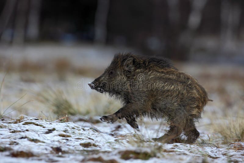 Running Young Wild Boar, Sus Scrofa, in Winter Forest with Snow Stock ...