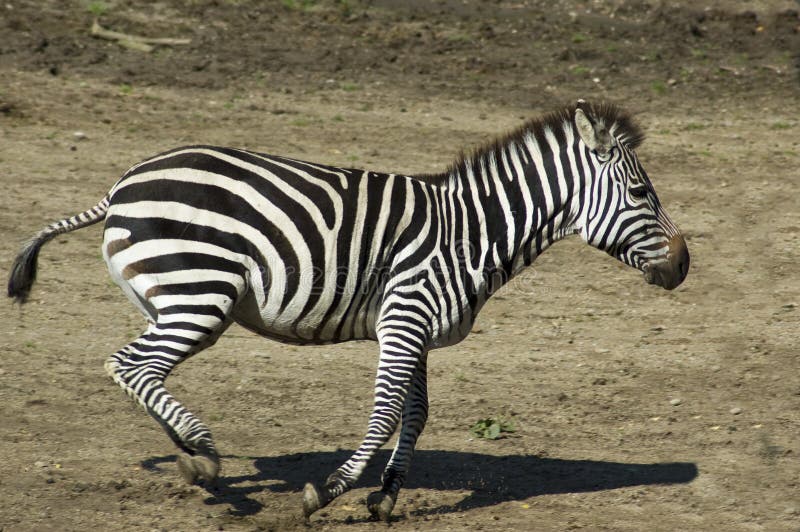 Running Zebra stock photo. Image of herbivore, rapid, mammal - 4513320