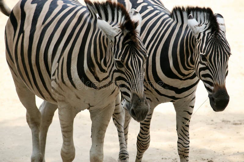 Running Zebra couple stock photo. Image of couple, together - 10925434