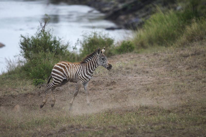 Running Zebra during the Great Migration. Kenya Stock Image - Image of ...