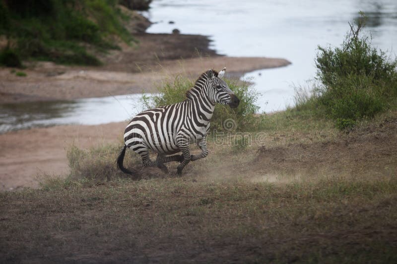 Running Zebra during the Great Migration. Kenya Stock Photo - Image of ...