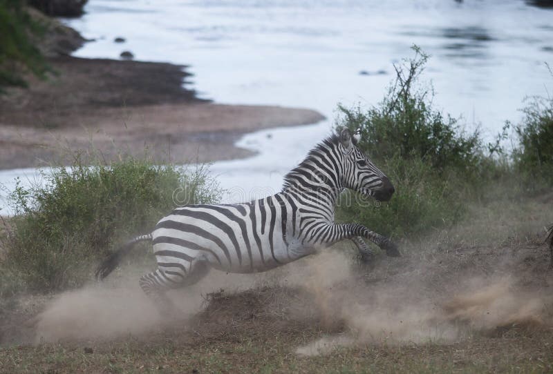 Running Zebra during the Great Migration. Kenya Stock Image - Image of ...