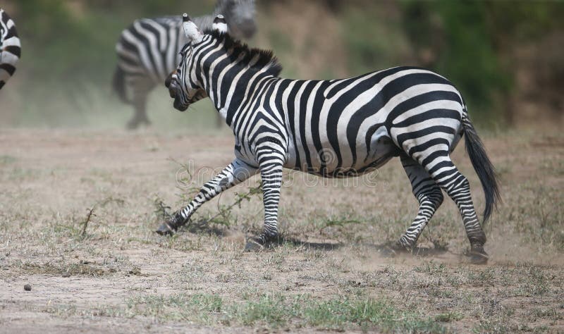 Running Zebra during the Great Migration. Kenya Stock Photo - Image of ...