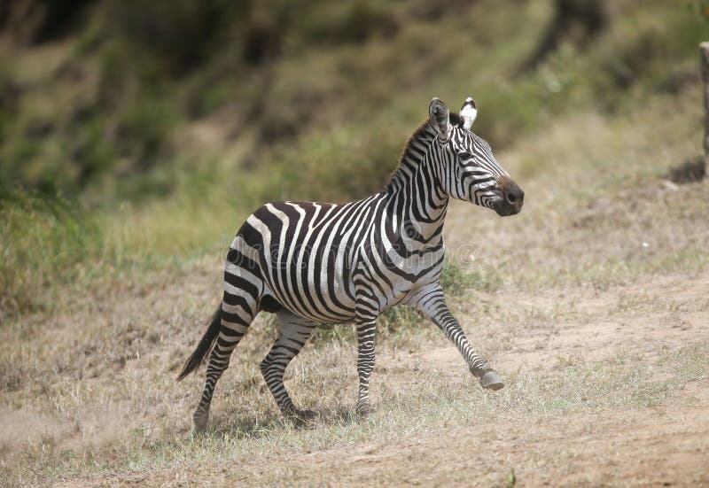 Running Zebra during the Great Migration. Kenya Stock Image - Image of ...