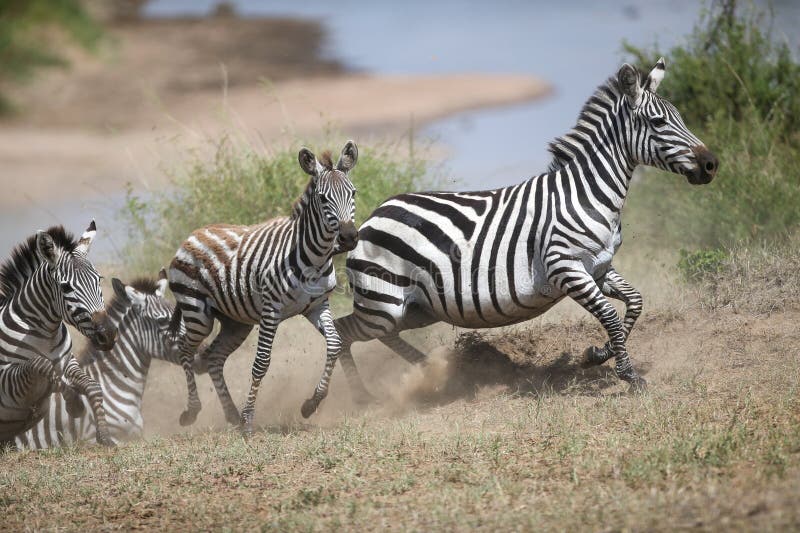 Running Zebra during the Great Migration. Kenya Stock Photo - Image of ...