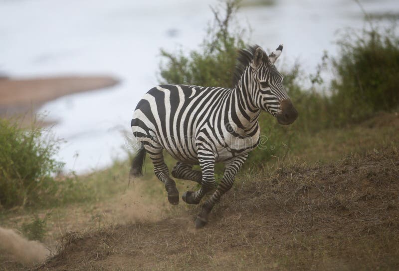 Running Zebra during the Great Migration. Kenya Stock Photo - Image of ...