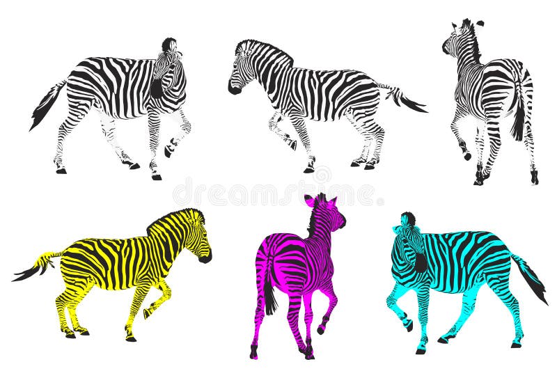 Drawing of a zebra stock illustration. Illustration of wild - 19804413