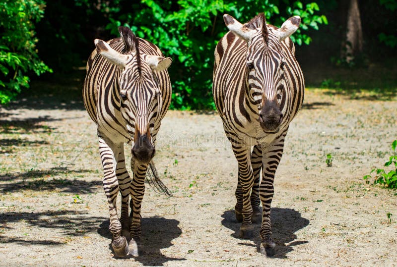 Running Zebras stock image. Image of tanzania, park, burchell - 33926117