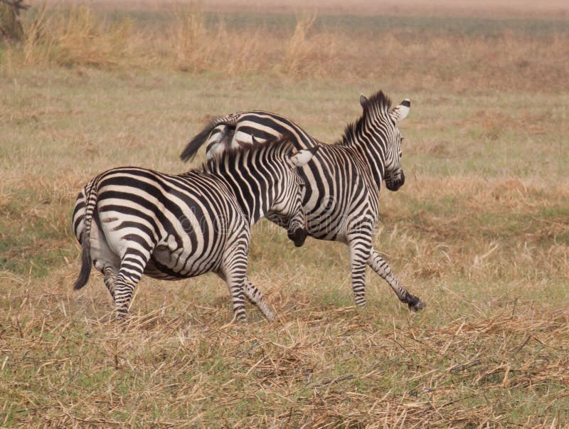 Running Zebras stock photo. Image of zebras, stripes - 39309472