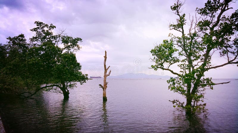 Runting stock photo. Image of ship, island, runting, tree - 88704864