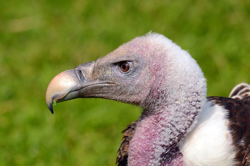 Ruppel S Griffon Vulture Side View Stock Photo - Image of black, object ...