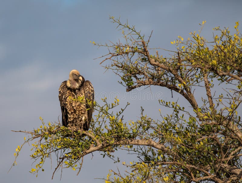Ruppell`s Griffon Vulture stock image. Image of dead - 157301411